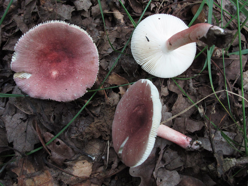 Cumberland Mycological Society of Tennessee Photos